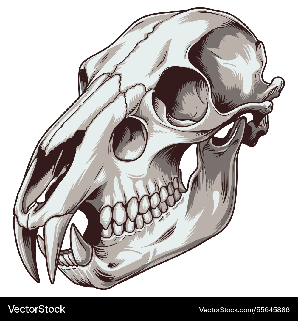 Bold skull Royalty Free Vector Image - VectorStock