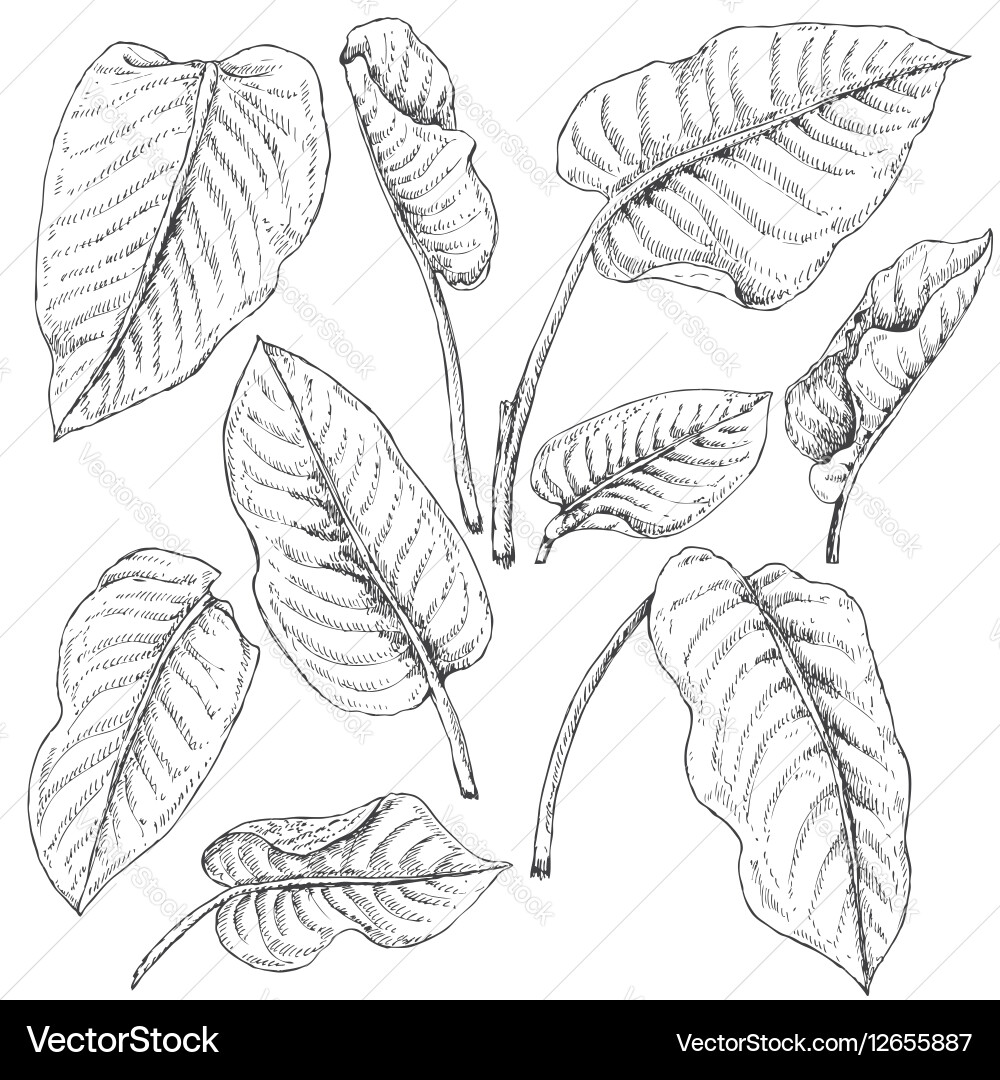 Doodle diph set Royalty Free Vector Image - VectorStock