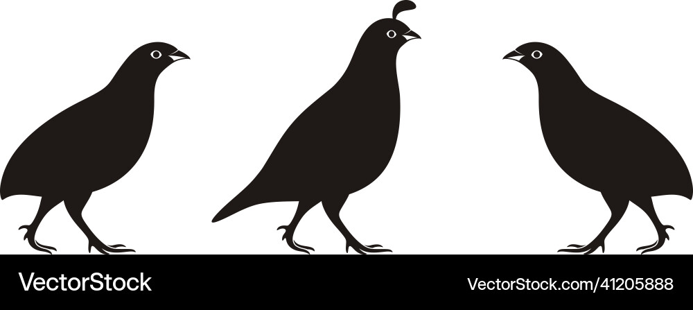 Quail Royalty Free Vector Image - VectorStock