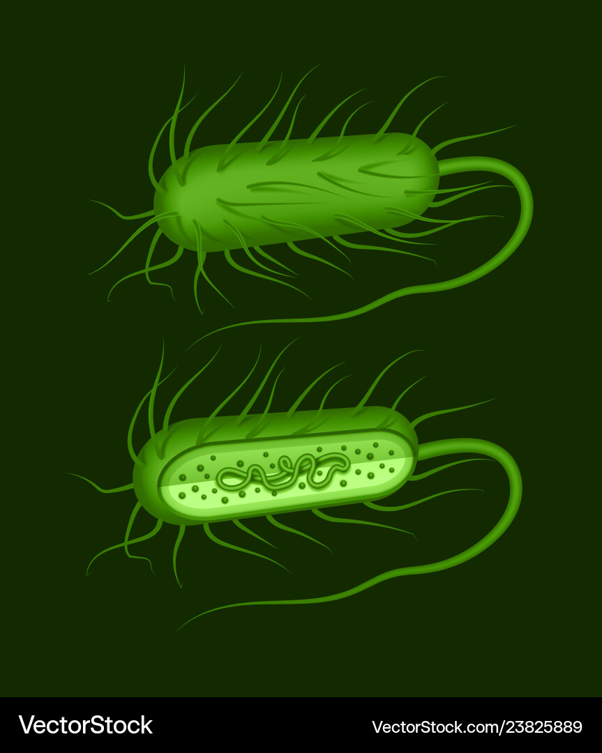 Green rod-shaped bacillus Royalty Free Vector Image