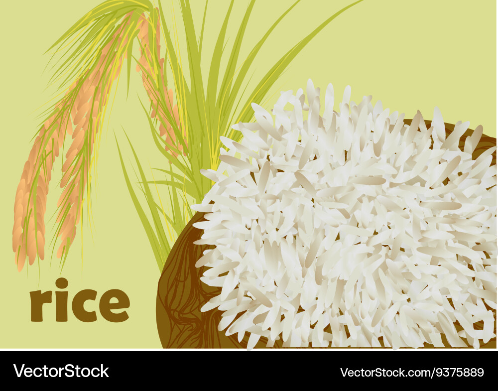 Rice Royalty Free Vector Image - VectorStock