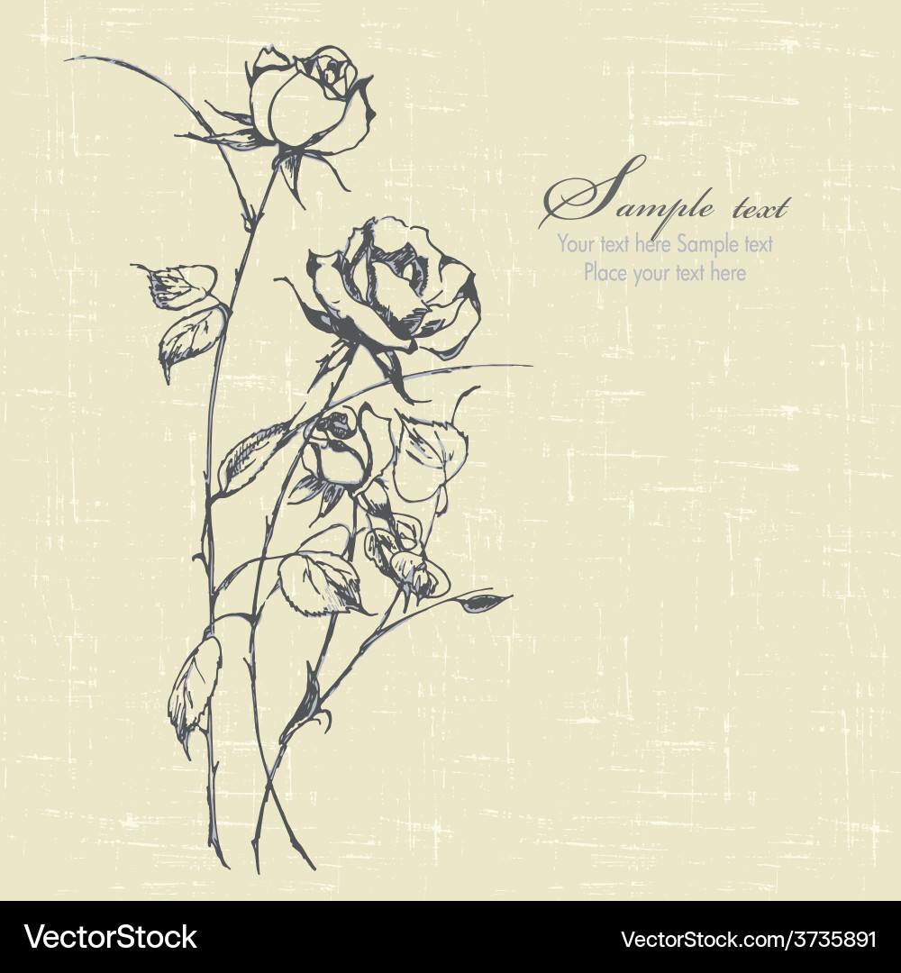 Roses Royalty Free Vector Image - VectorStock