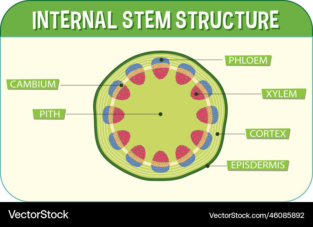 Internal structure of stem diagram Royalty Free Vector Image