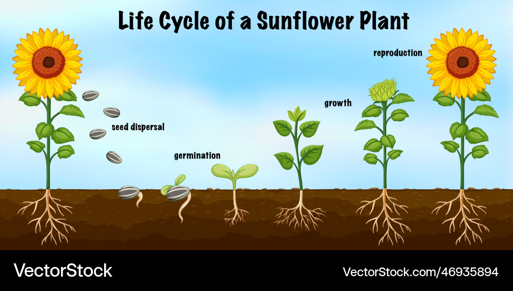 Sunflower Life Cycle Diagram