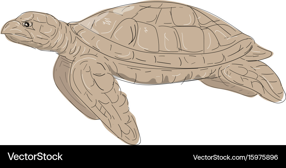 Hawksbill sea turtle side drawing Royalty Free Vector Image