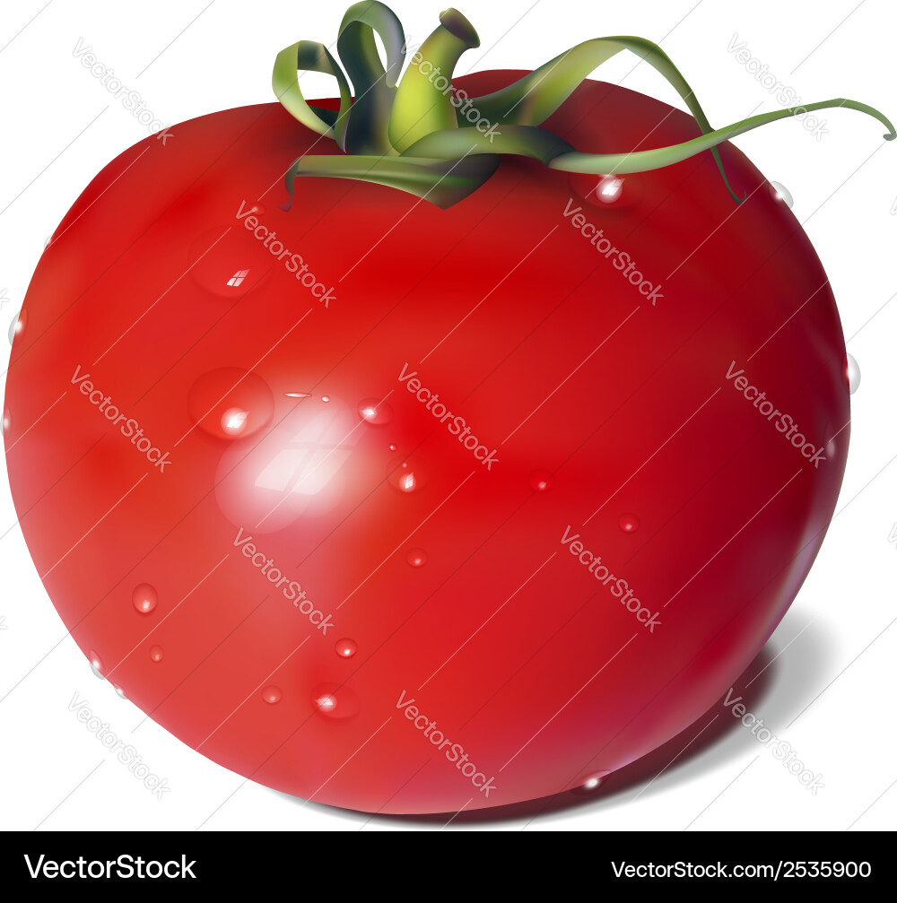 Tomato Royalty Free Vector Image - VectorStock
