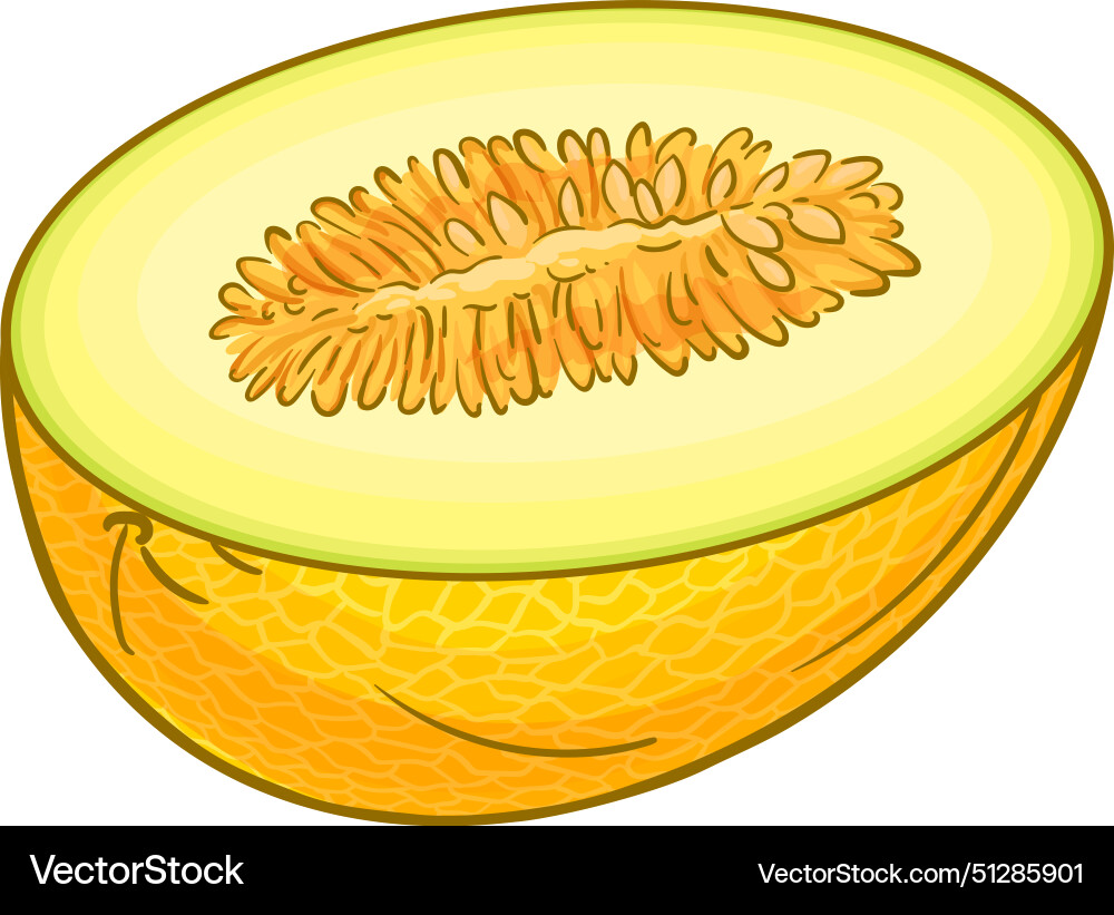 Melon fruits colored detailed Royalty Free Vector Image