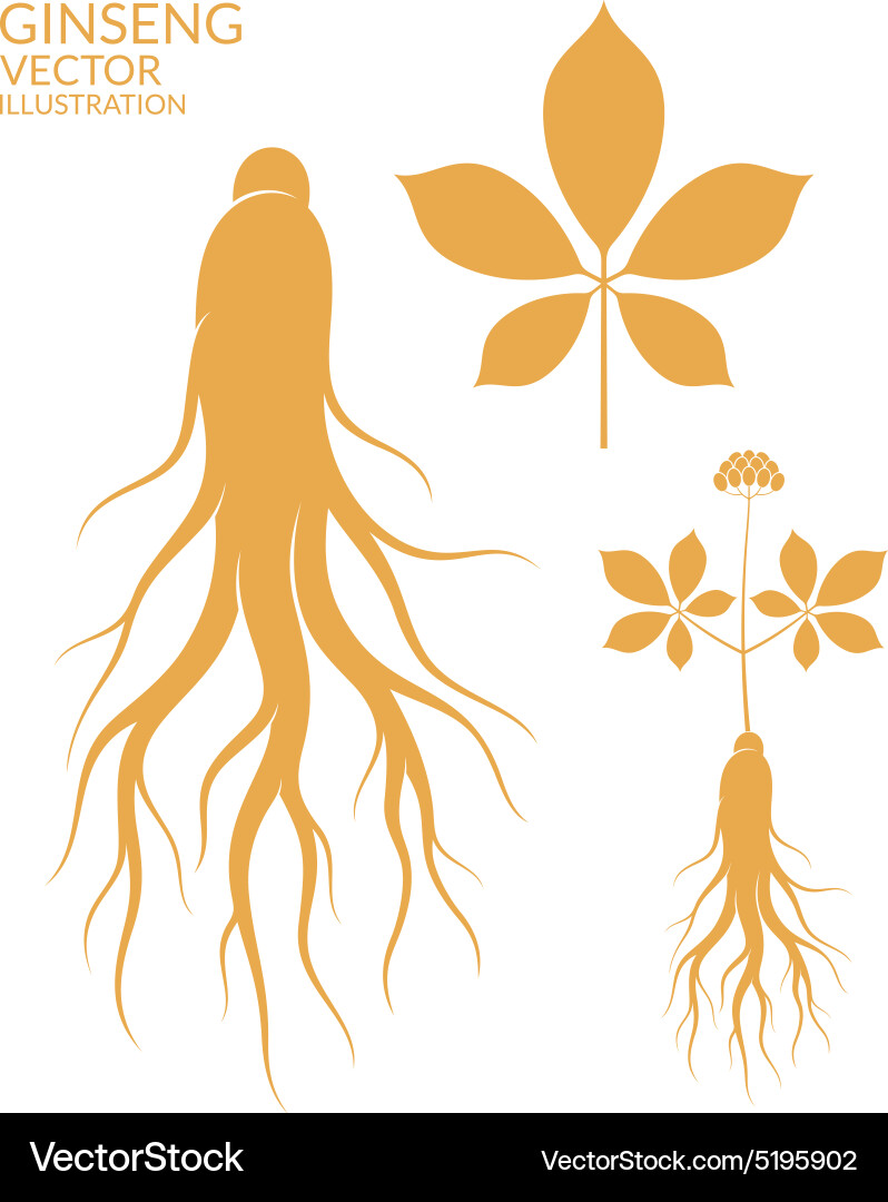 Ginseng Royalty Free Vector Image - VectorStock