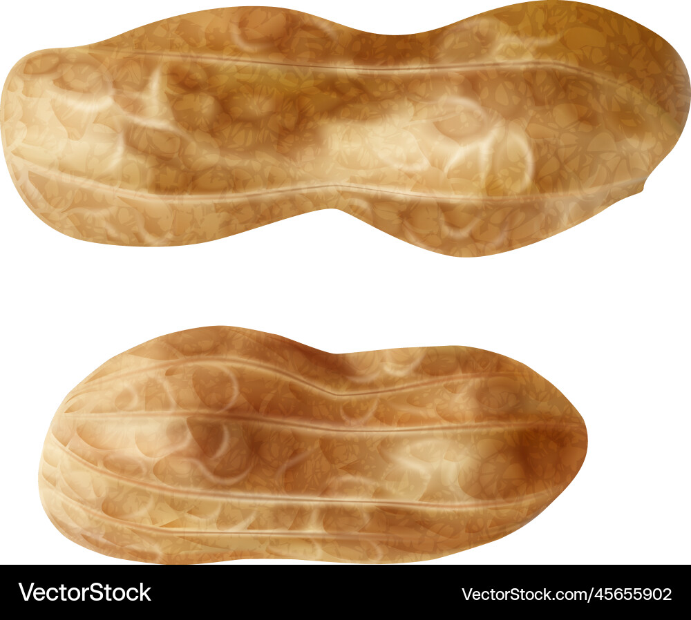 Peanuts in shell composition Royalty Free Vector Image