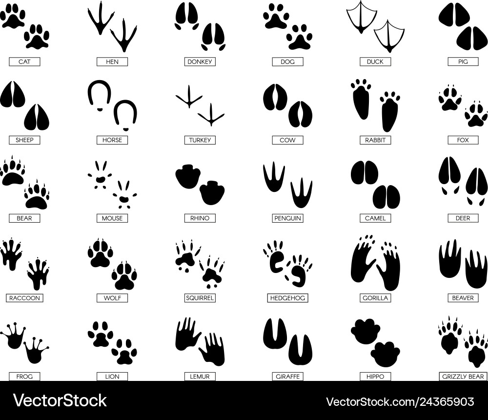 Animal Footprints & Tracks Royalty Free Vector Image