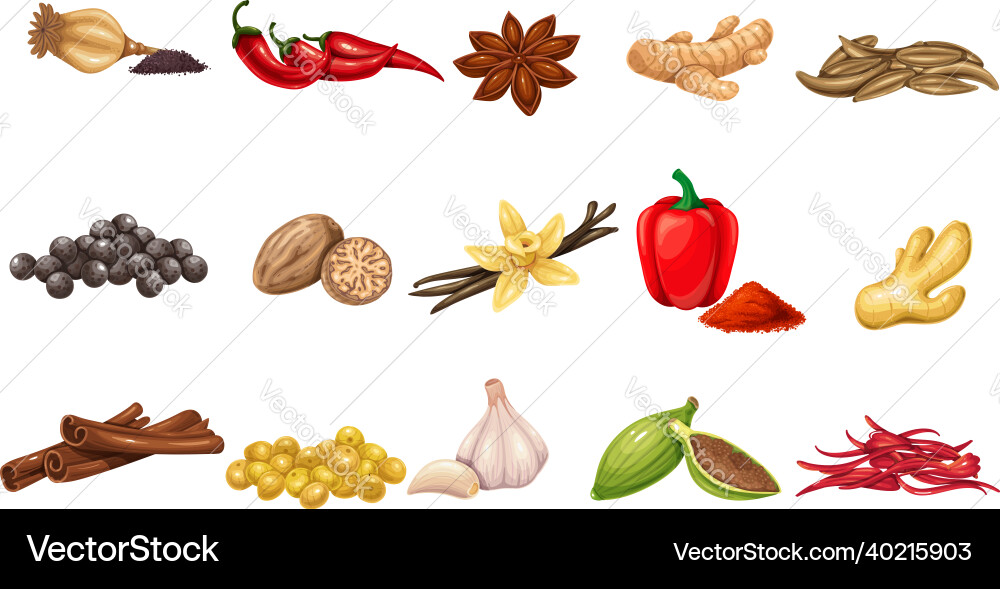 Culinary spices and condiments Royalty Free Vector Image