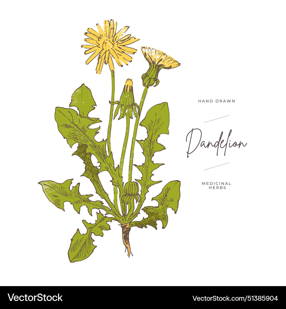 Dandelion single plant with flower Royalty Free Vector Image