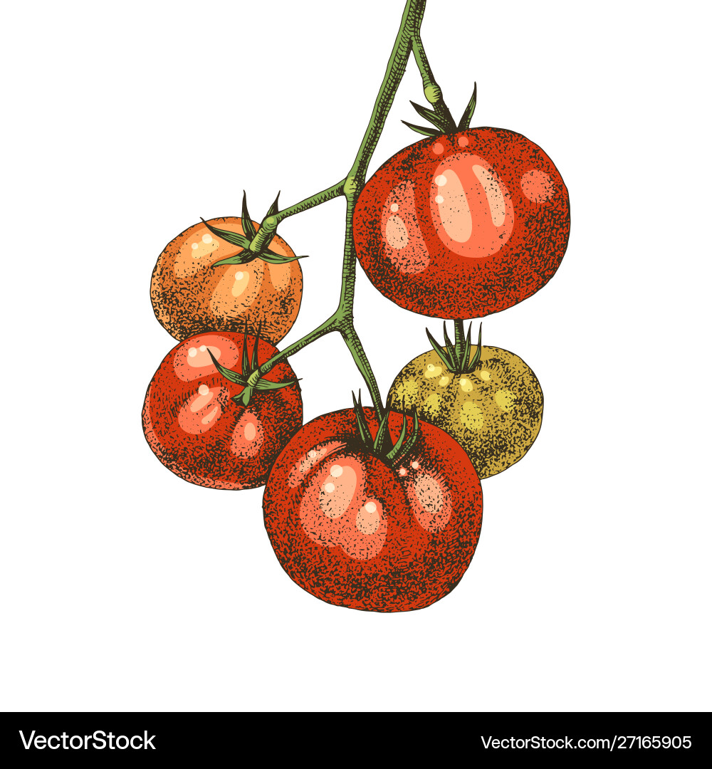 Hand drawn tomatoes branch Royalty Free Vector Image