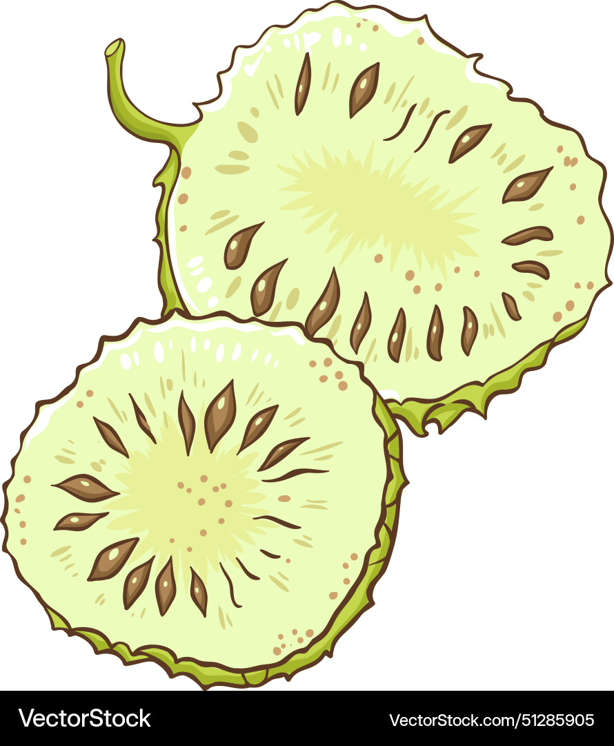 Soursop fruit colored detailed Royalty Free Vector Image Soursop fruit colored detailed Royalty Free Vector Image