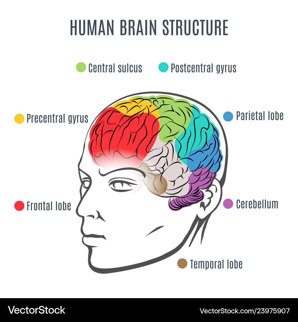 Human brain structure Royalty Free Vector Image