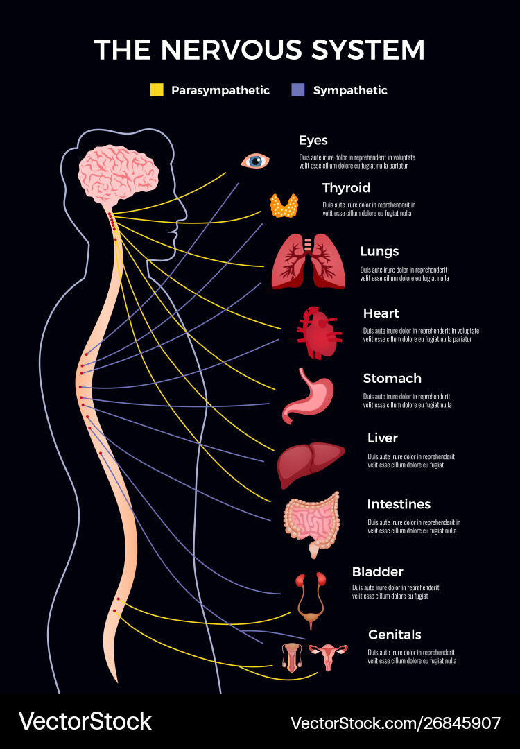 Human nervous system infographics Royalty Free Vector Image