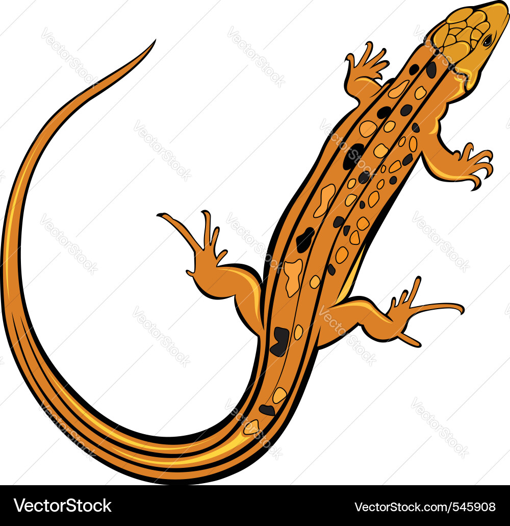 Gecko lizard Royalty Free Vector Image - VectorStock
