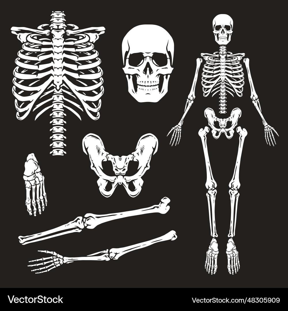 Monochrome Skeleton Elements Royalty Free Vector Image