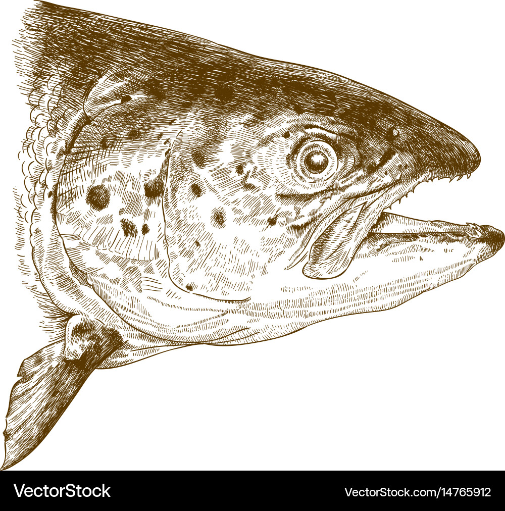 Engraving of salmon head Royalty Free Vector Image