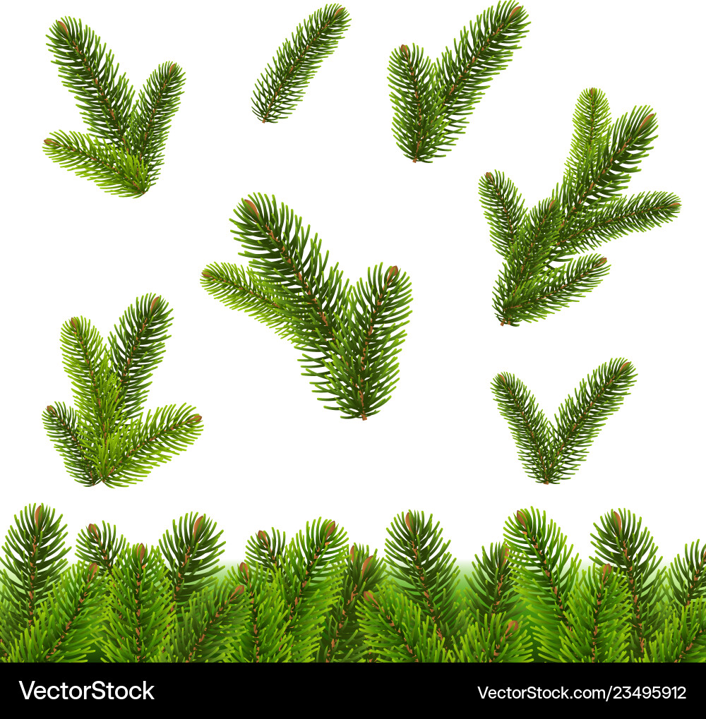 Fir tree isolated white background Royalty Free Vector Image