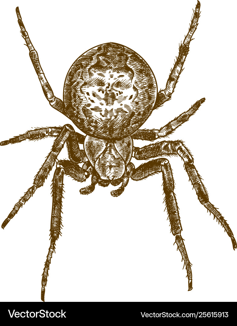 Engraving cross spider Royalty Free Vector Image