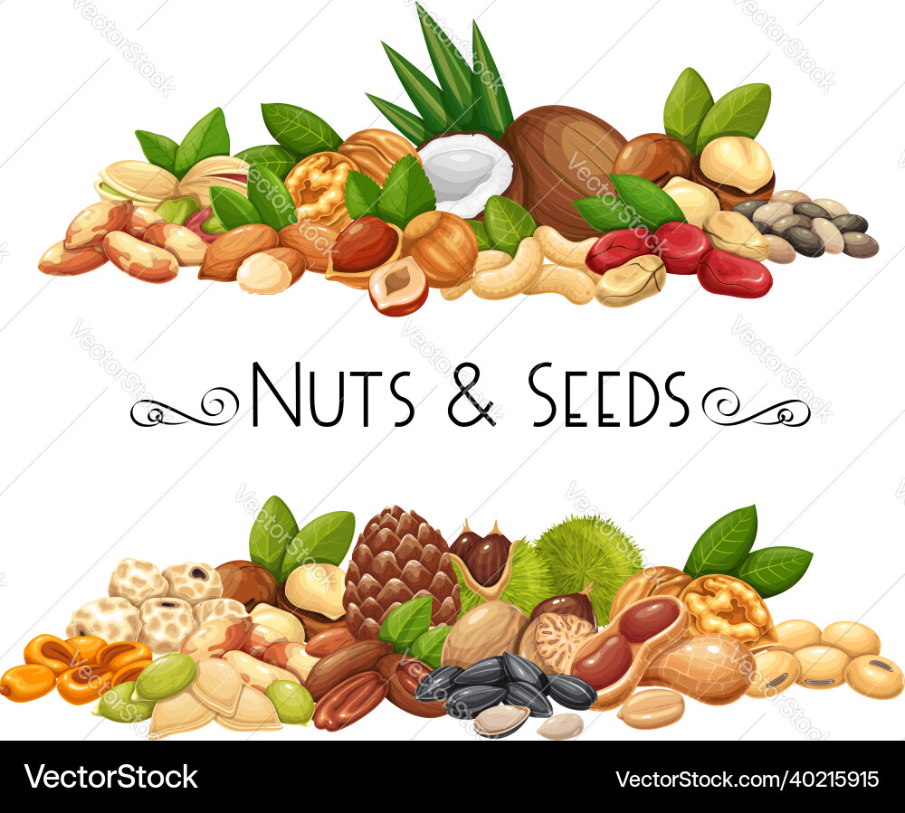 Nuts seeds and grains banners Royalty Free Vector Image