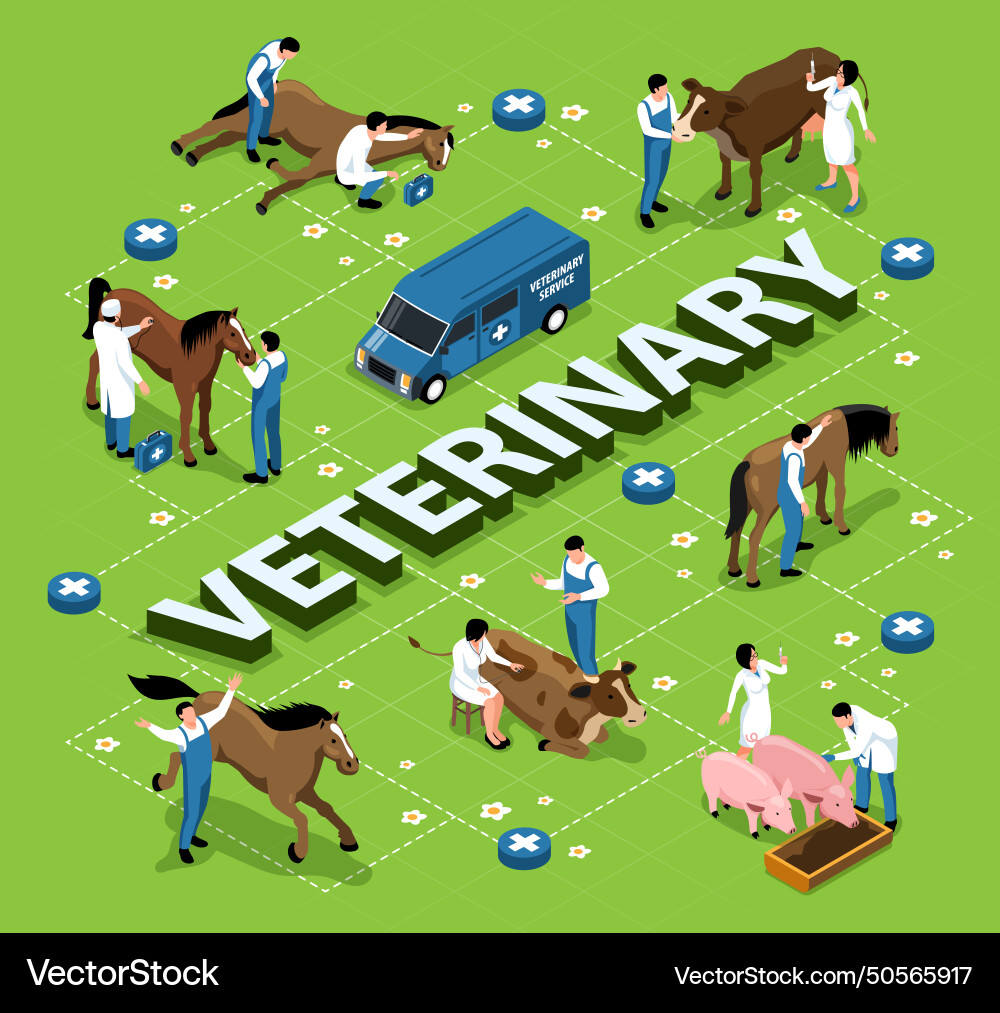 Farm veterinary isometric flowchart Royalty Free Vector