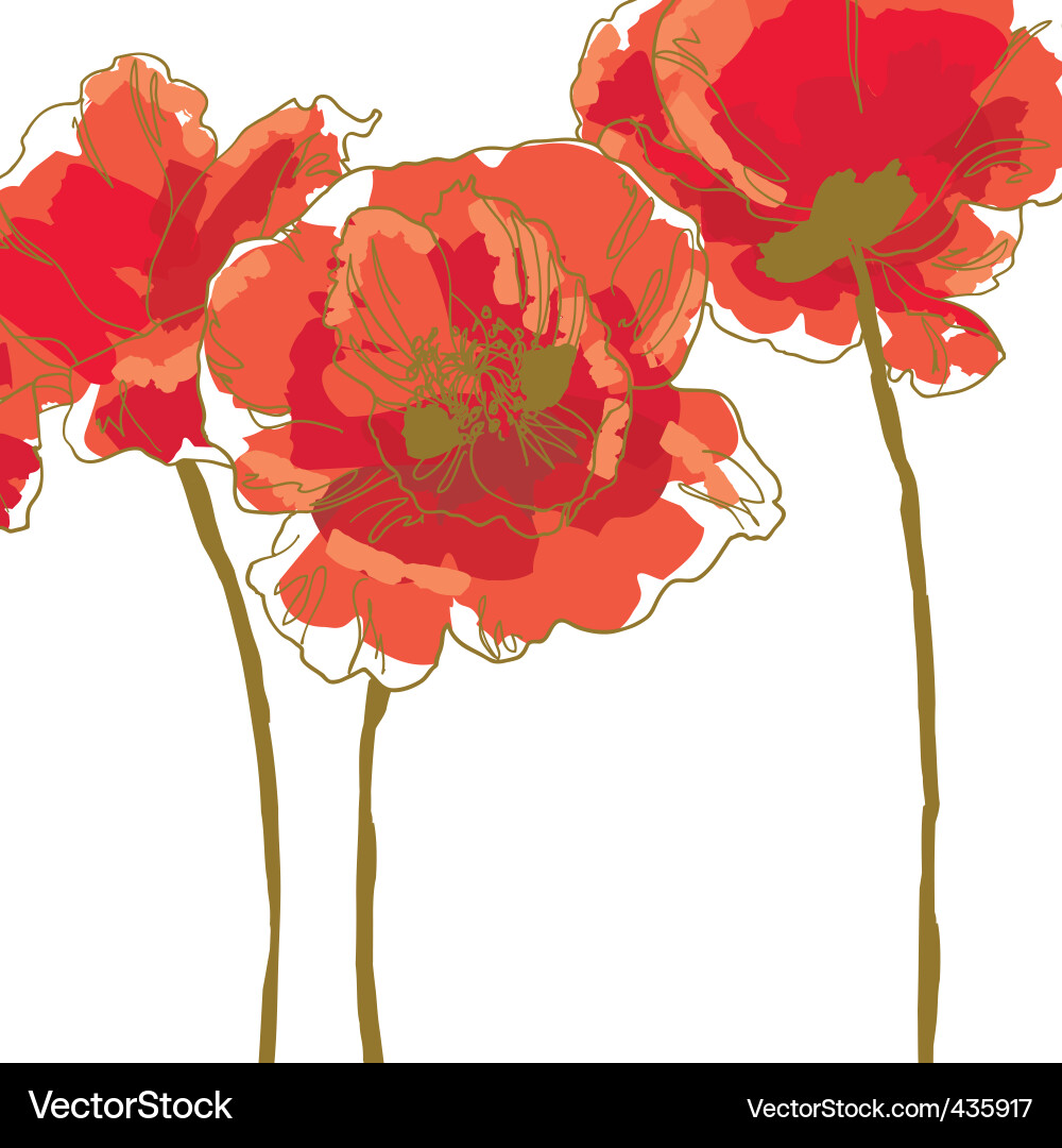 Red Poppy Flowers Royalty Free Vector Image - VectorStock