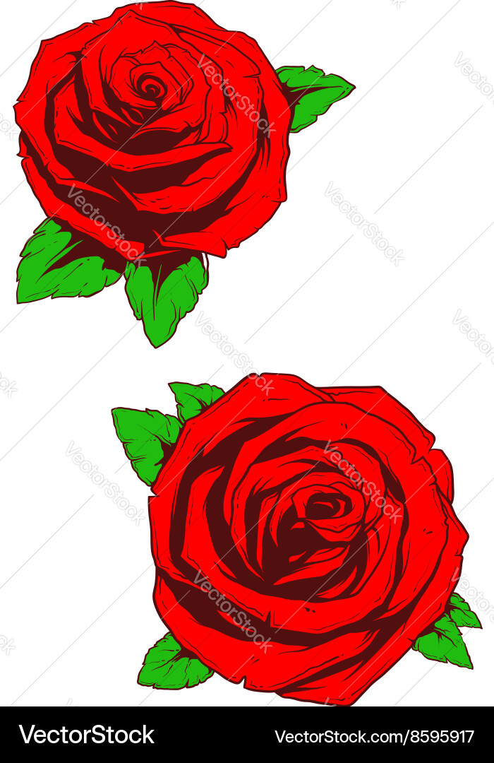 Red roses Royalty Free Vector Image - VectorStock