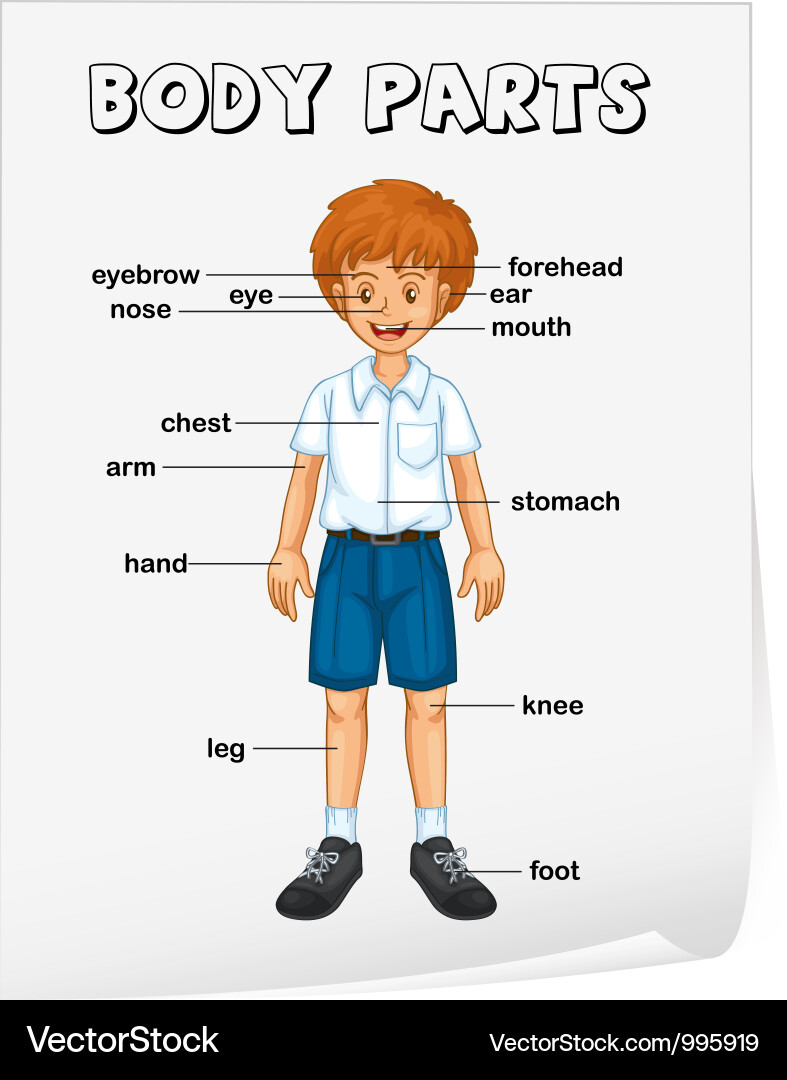 Body parts diagram poster Royalty Free Vector Image