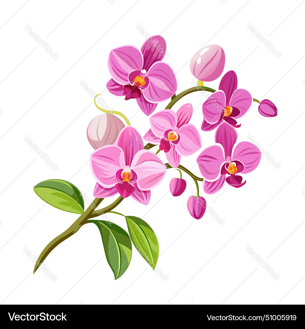 Flower exotic pink orchid branch Royalty Free Vector Image