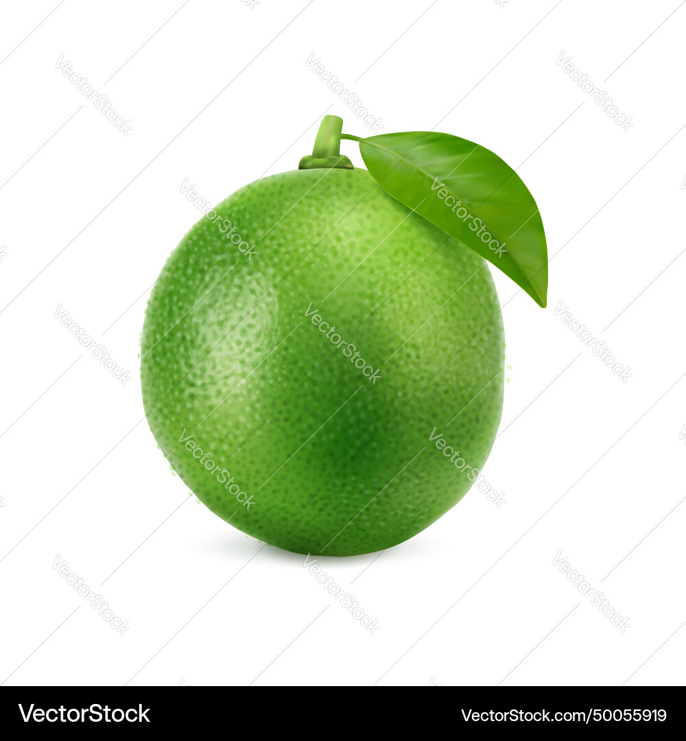 Realistic green ripe raw lime fruit whole citrus Vector Image
