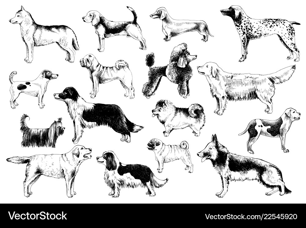 Breeds of dogs Royalty Free Vector Image - VectorStock