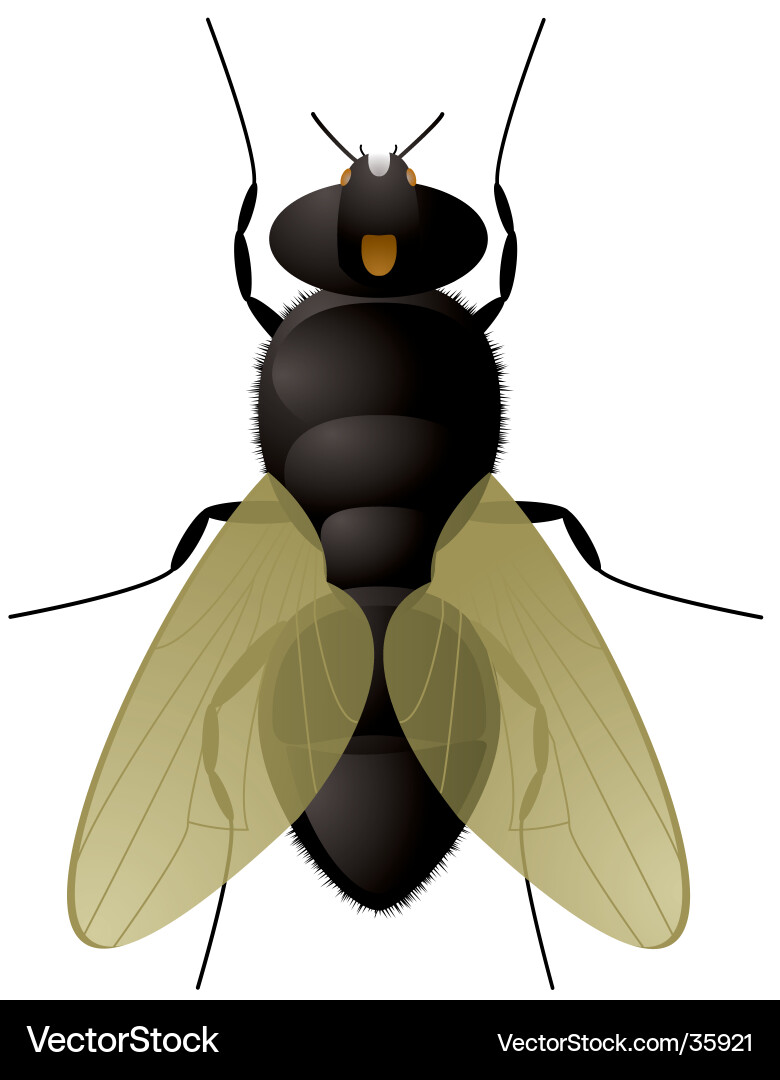 Fly Royalty Free Vector Image - VectorStock