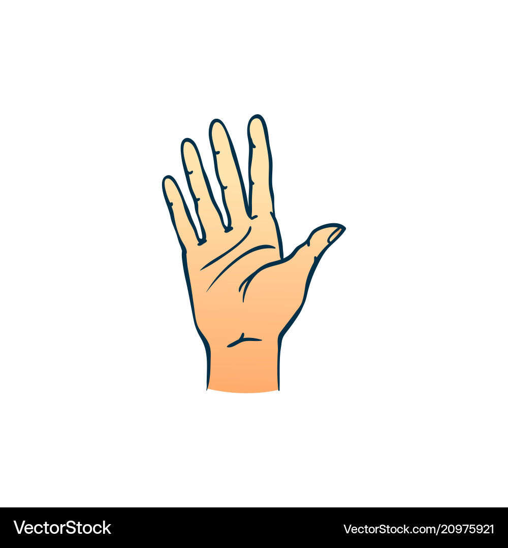 Menschliche Hand mit fünf Fingern im Skizzenstil Vektorbild