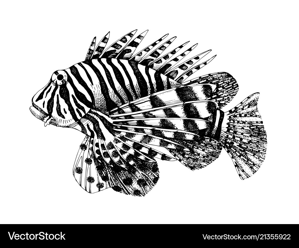 Hand drawn lionfish Royalty Free Vector Image - VectorStock