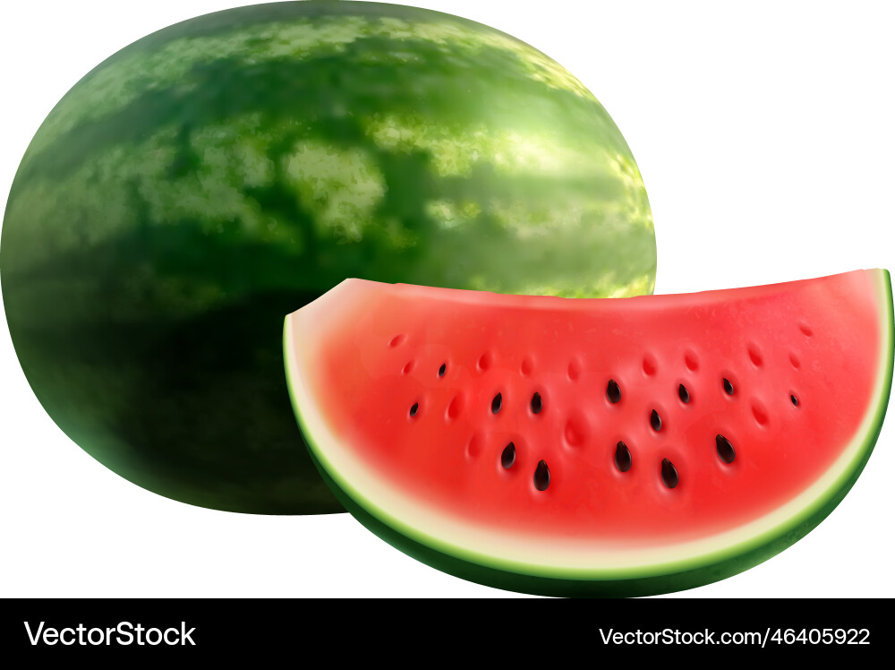 Realistic watermelon Royalty Free Vector Image