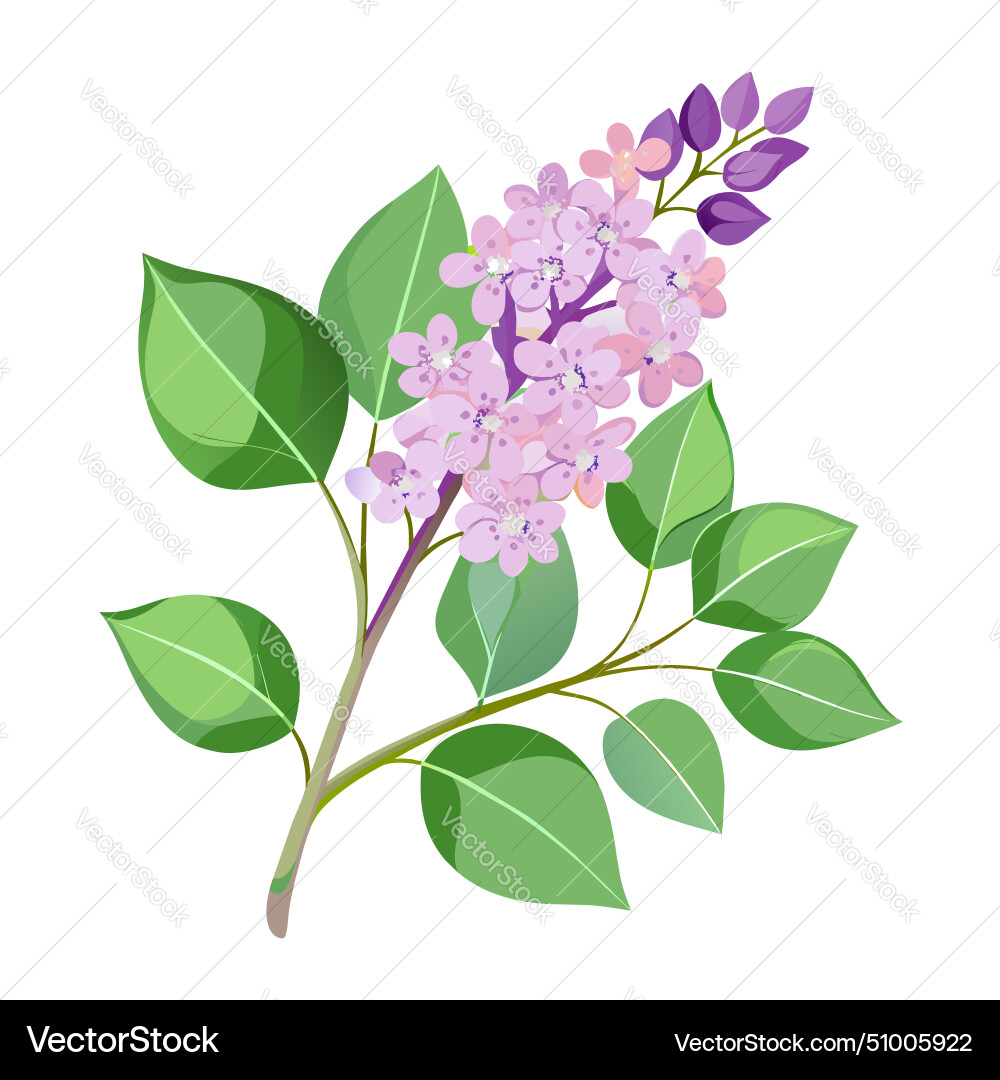 Spring branch of blooming lilac Royalty Free Vector Image