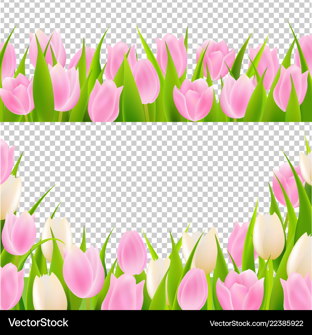 Spring pink tulip borders set Royalty Free Vector Image