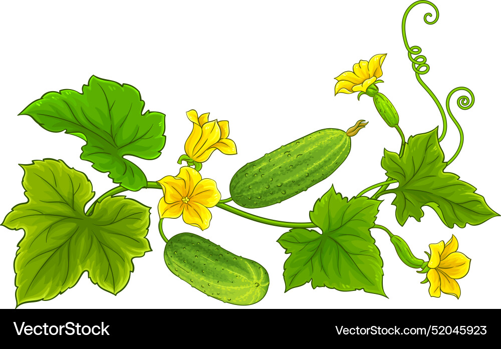 Cucumber plant colored detailed Royalty Free Vector Image