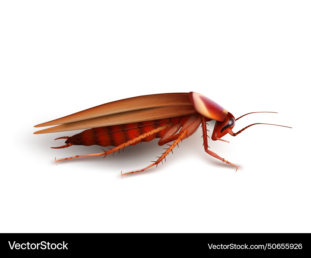 3d realistic red cockroach isolated on white Vector Image