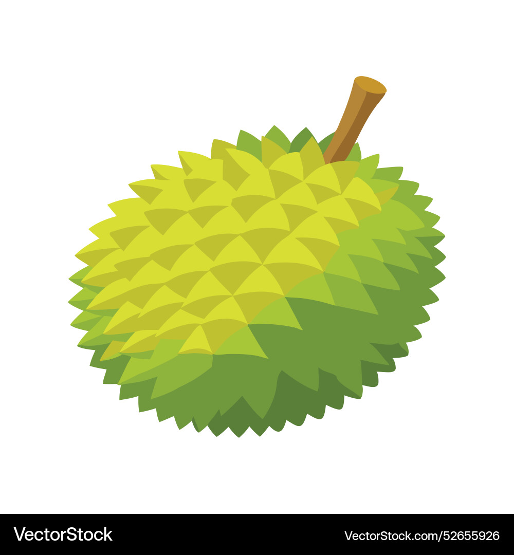 Durian fruit flat on white background Royalty Free Vector