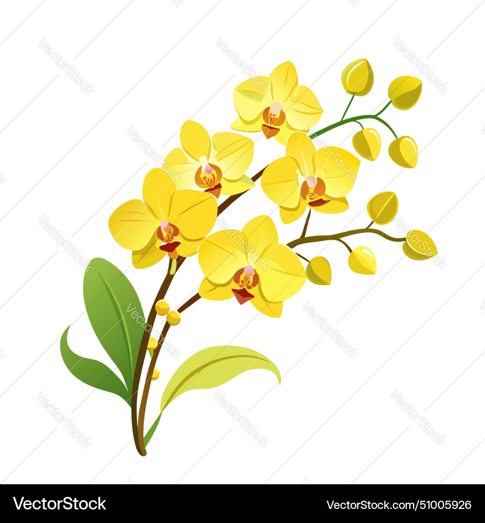 Flower exotic yellow orchid branch Royalty Free Vector Image