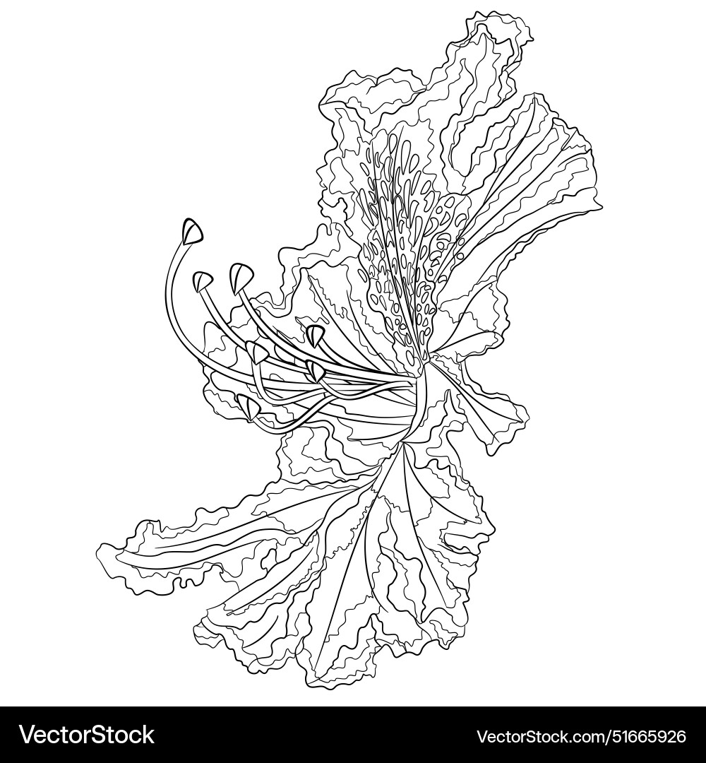 Flower rhododendron mountain shrub outline Vector Image