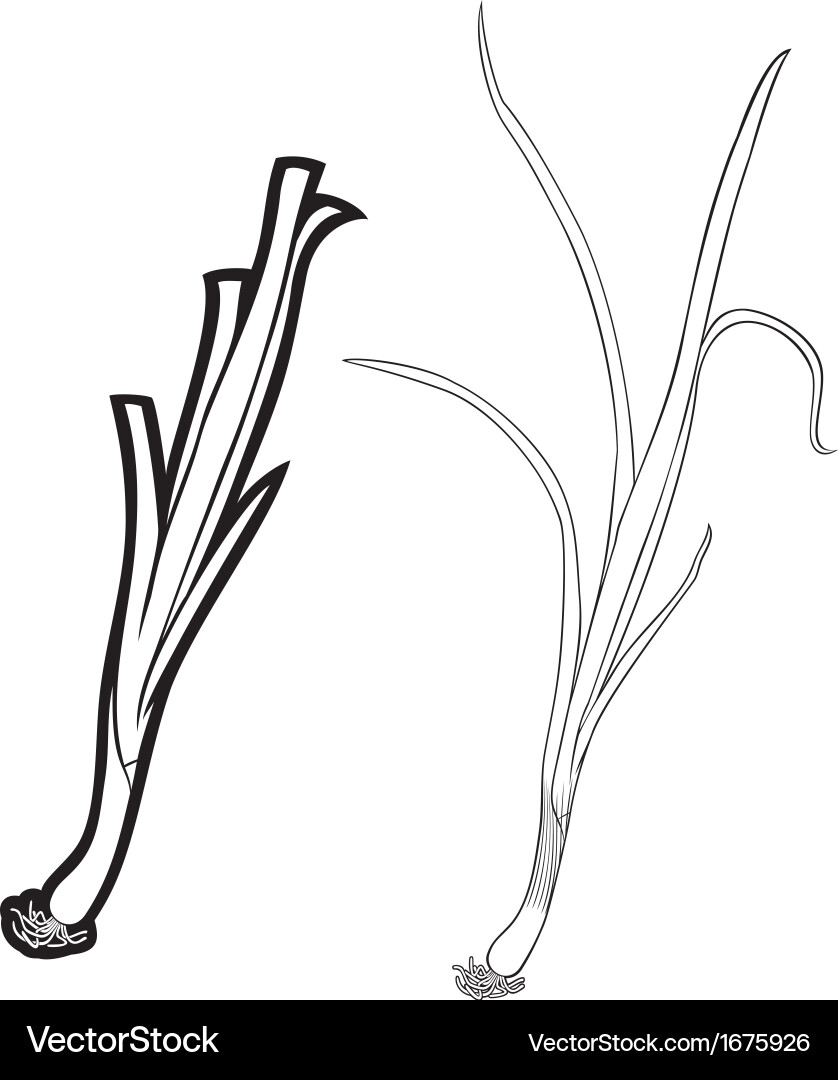 Fresh green onions Royalty Free Vector Image - VectorStock