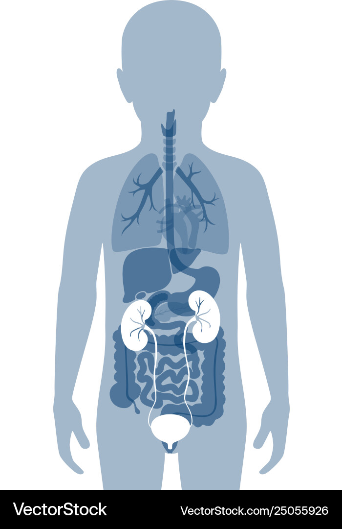 Isolated kidney Royalty Free Vector Image - VectorStock