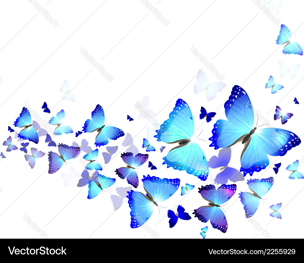 Blue butterflies Royalty Free Vector Image - VectorStock