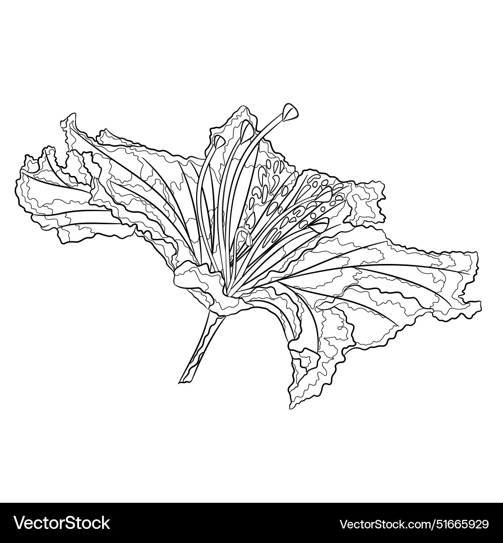 Flower rhododendron mountain shrub outline Vector Image