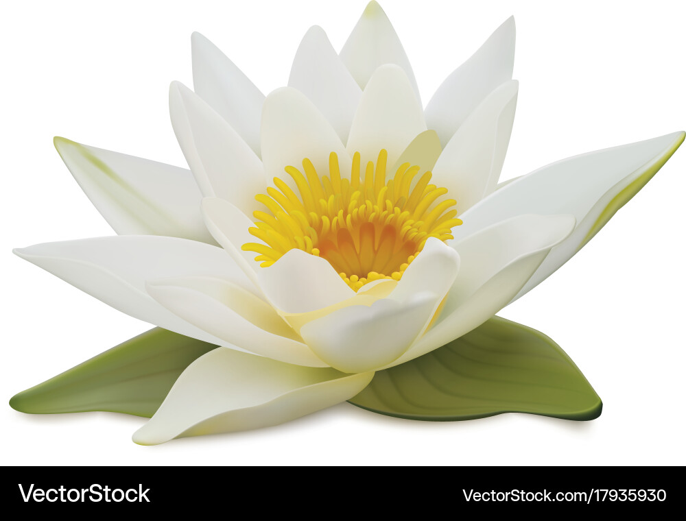 Elegant Water Lily Royalty Free Vector Image - VectorStock