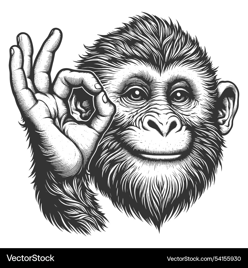 Monkey hand ok gesture sketch engraving Royalty Free Vector